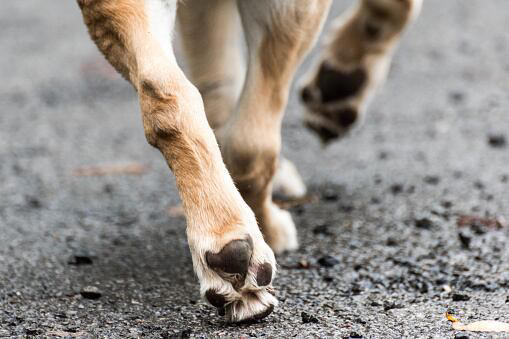 Piden Bravecto para combatir las garrapatas y pulgas de los perros ...