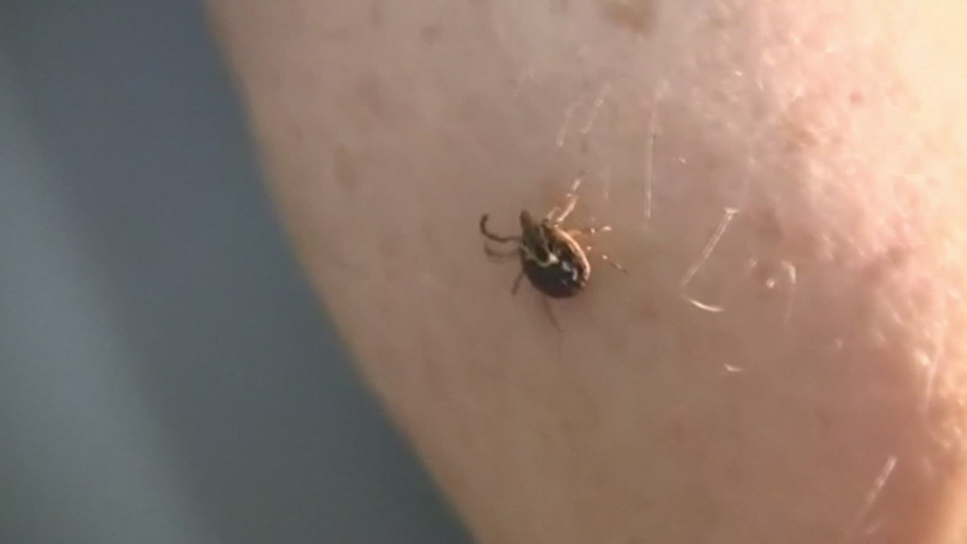 Concerns about Lyme Disease