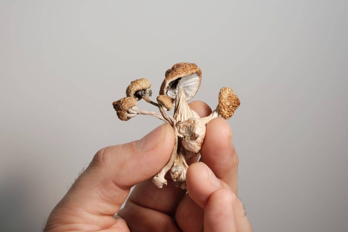 Scientists Discover Psilocybin May Be The Magical Ingredient For A ...