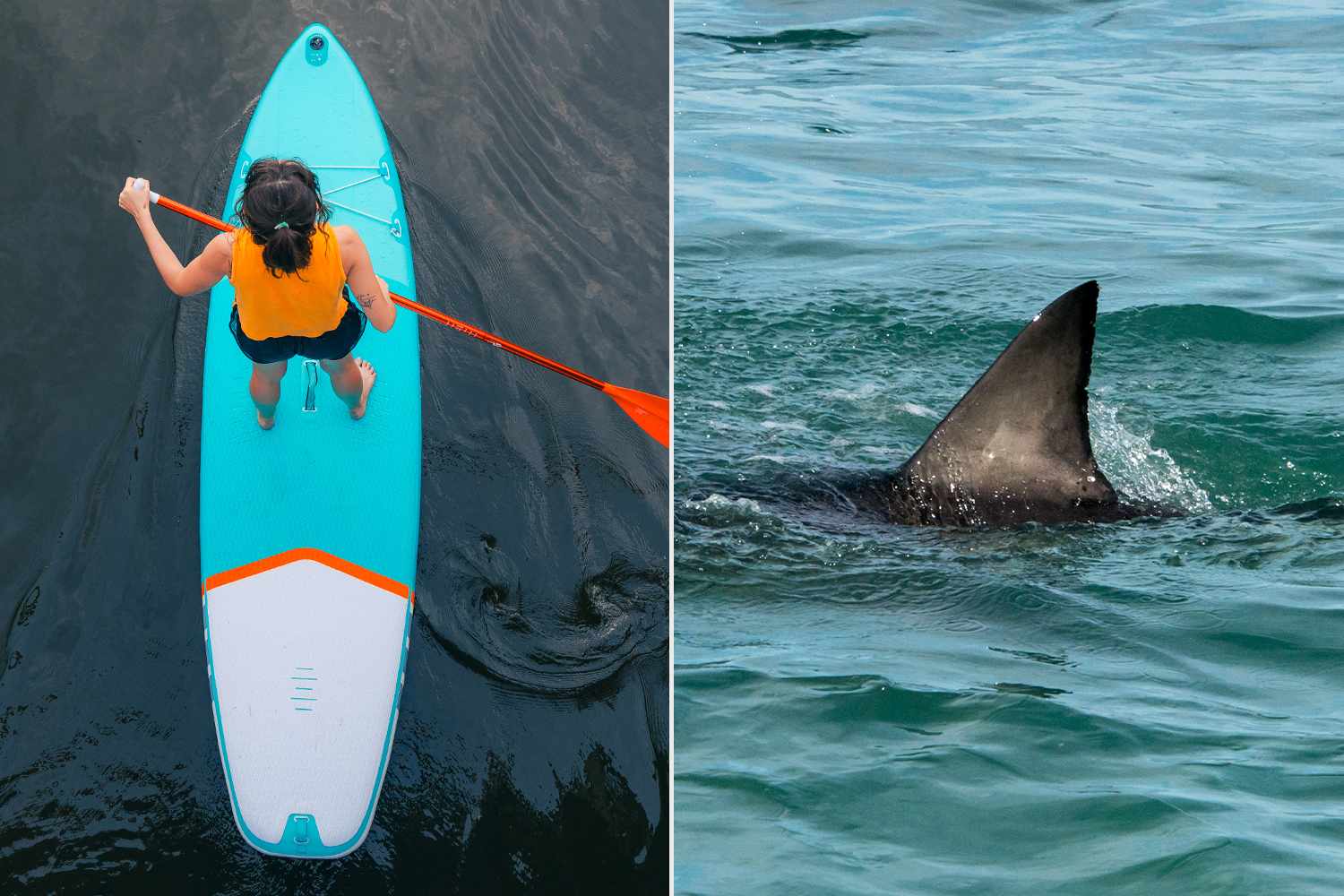 Mass. Paddleboarders Spot Fin in the Water and Flee. Photos Reveal They ...
