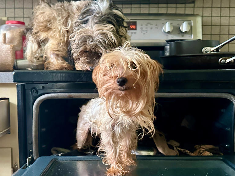 ‘These dogs have suffered for a very long time’: 100+ dogs rescued from ...