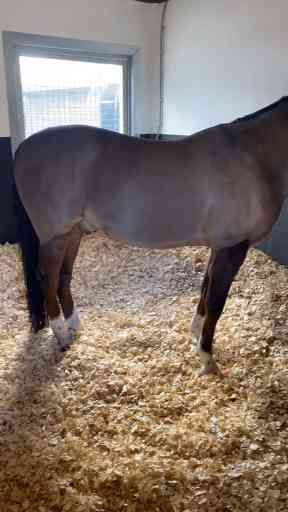 Meet the Ponies – Watch Out for Romeo with His Cheeky Wink