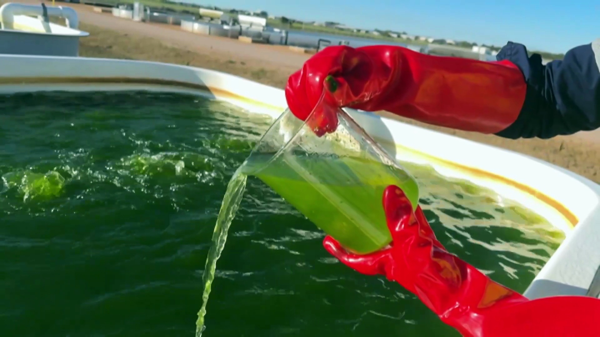 Queensland facility uses algae and sunlight to purify wastewater