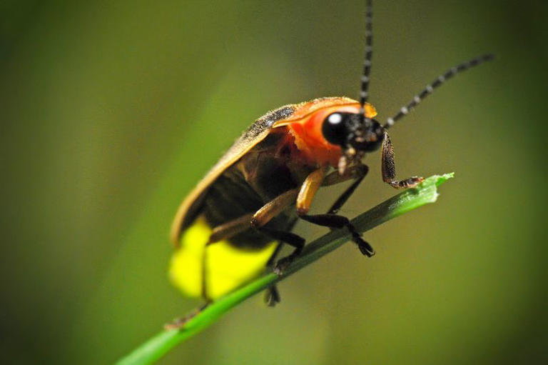 Seeing more fireflies this summer? Expert reveals why the bright bugs ...
