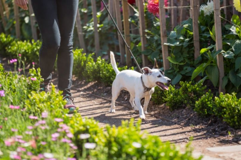 Millions of dog owners in England warned to 'tweak' their walking times