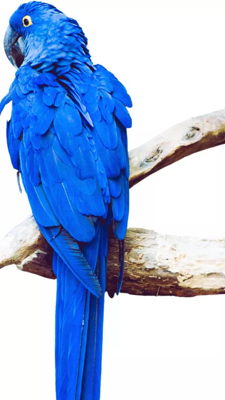8 blue-coloured birds commonly spotted in Indian jungles
