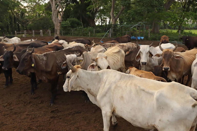 Mexico barred from sending cattle to US over flesh-eating pest