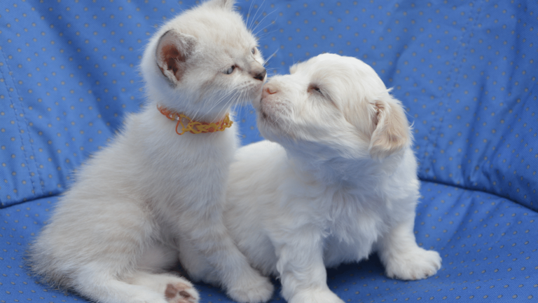 Are you secretly a cat or dog? This quiz reveals the answer!