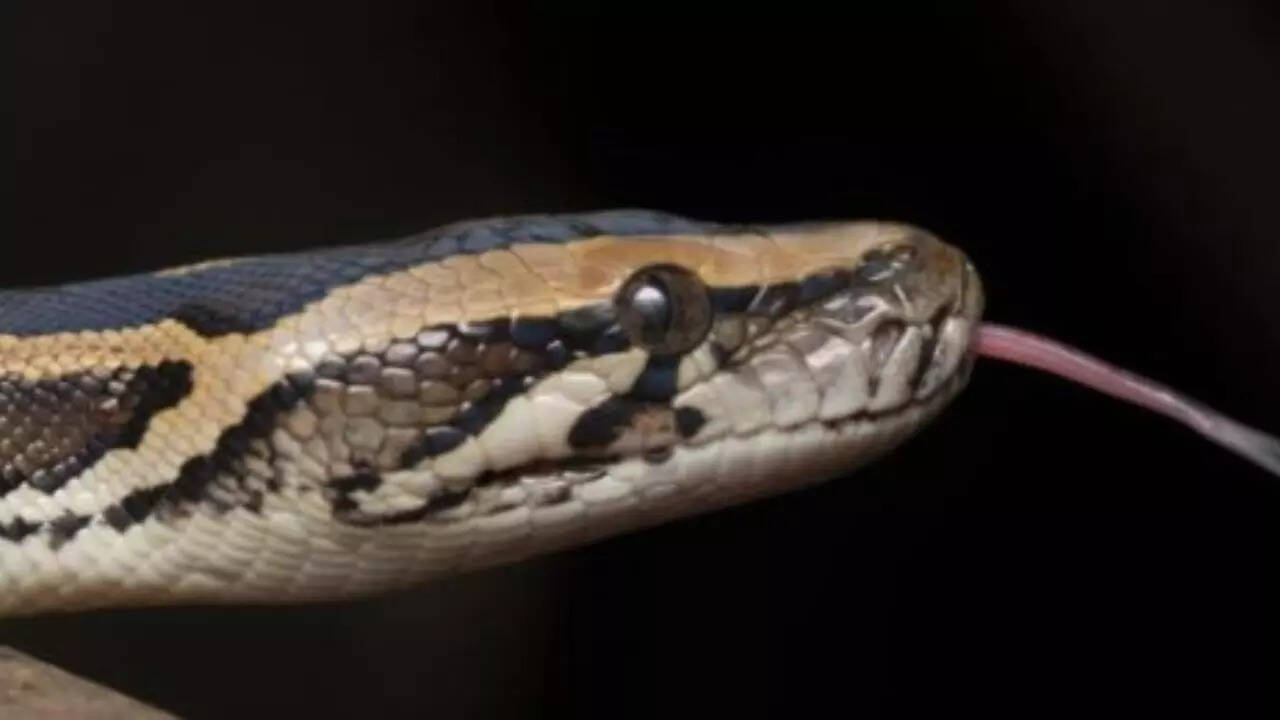 Burmese pythons have bone-digesting cells that allow them to convert ...