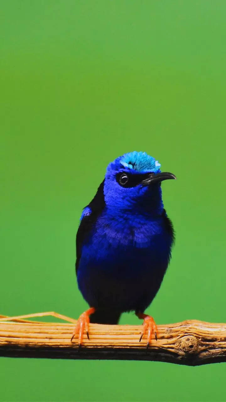 8 blue-coloured birds commonly spotted in Indian jungles