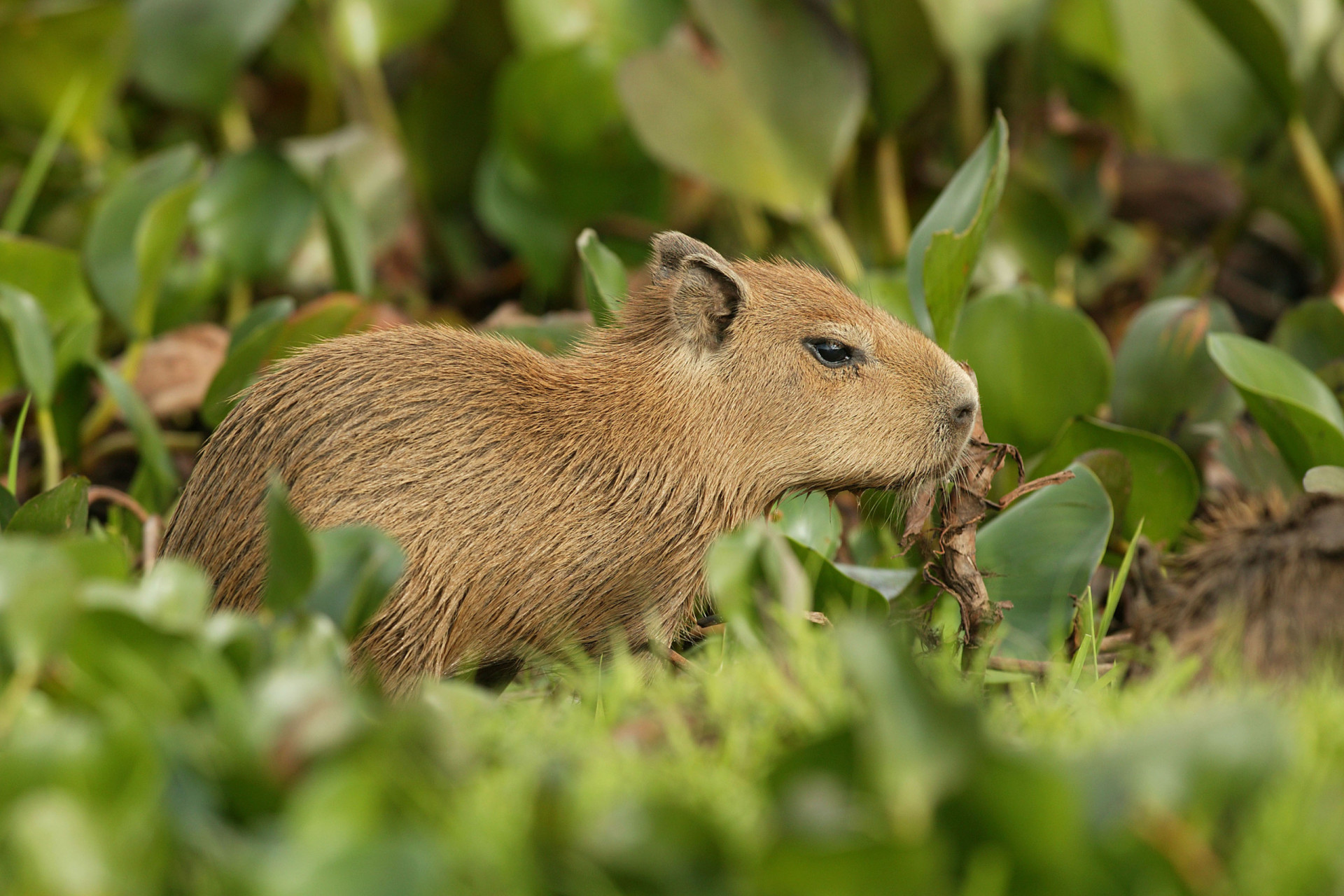 Wild animals you probably shouldn't keep as pets