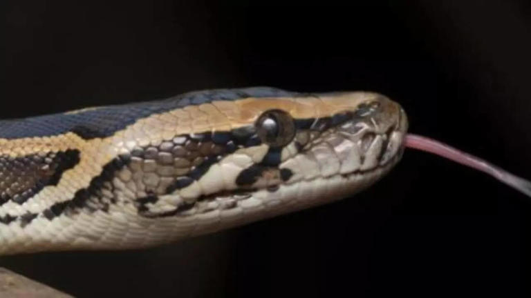 Burmese pythons have bone-digesting cells that allow them to convert ...