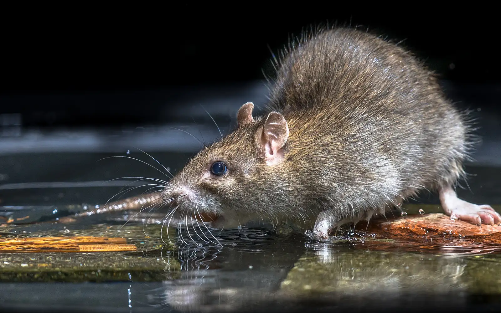 Penang school canteen closed for 14 days over rat droppings