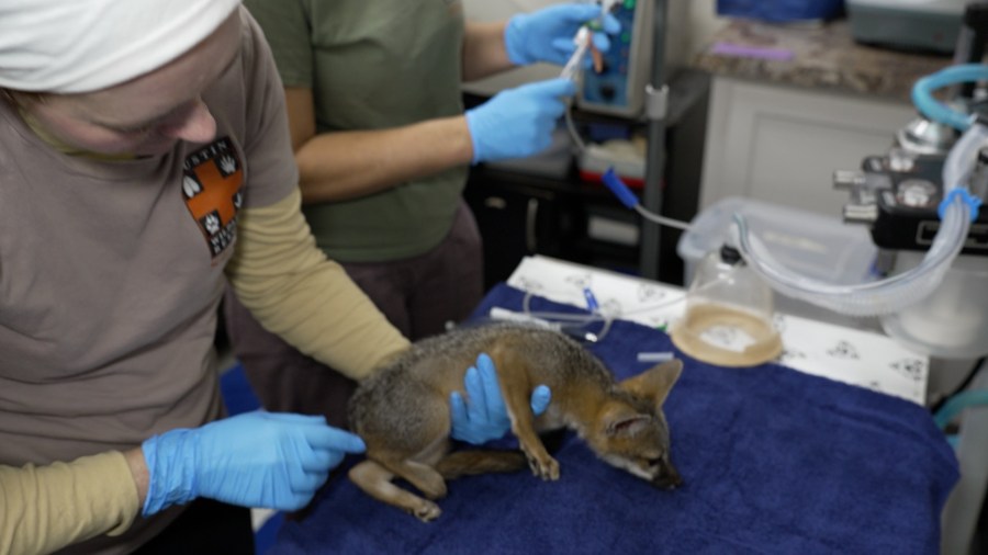 Wildlife rescue shelter takes in over 200 animals following ...