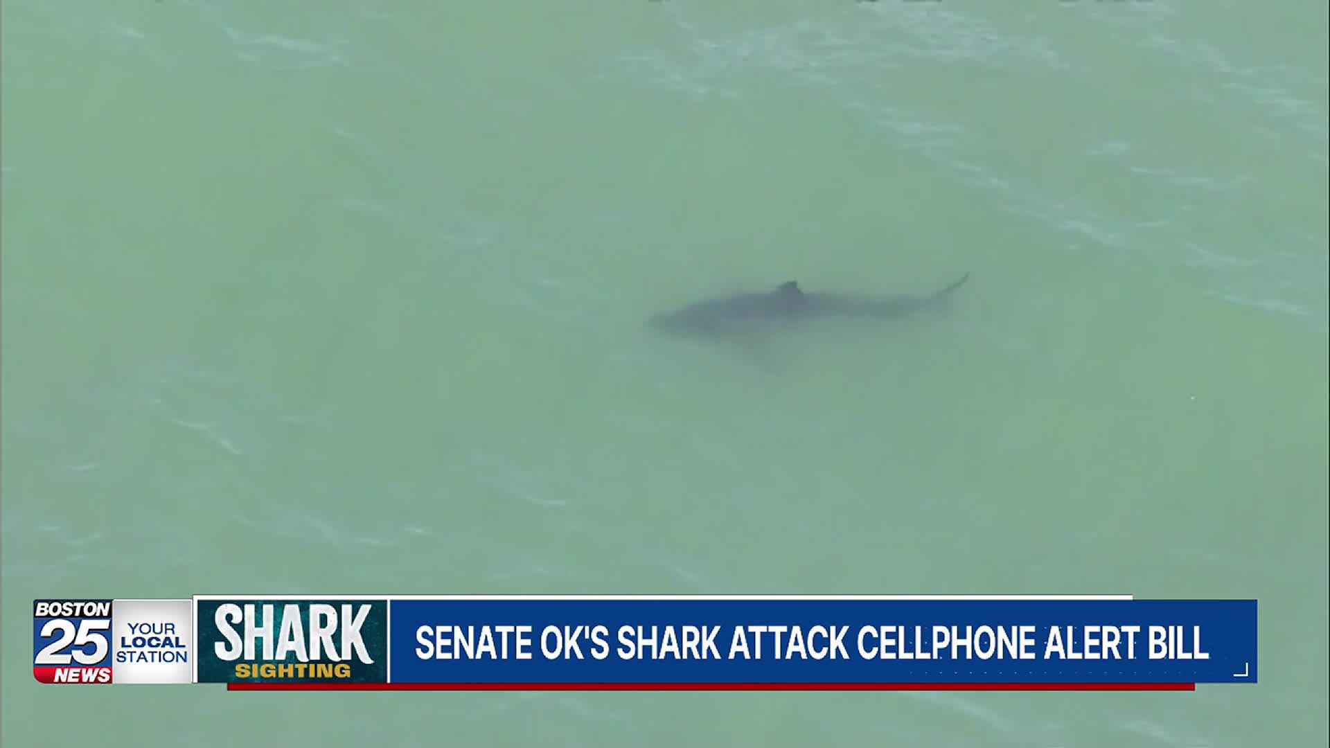 Shark alert system would send cell phone warnings if new law passes