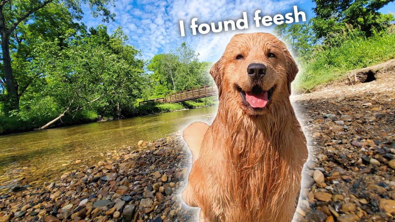 🌊🐶 Cute Golden Retriever Loves Swimming in the River – “I Found Feesh!” 😂💦