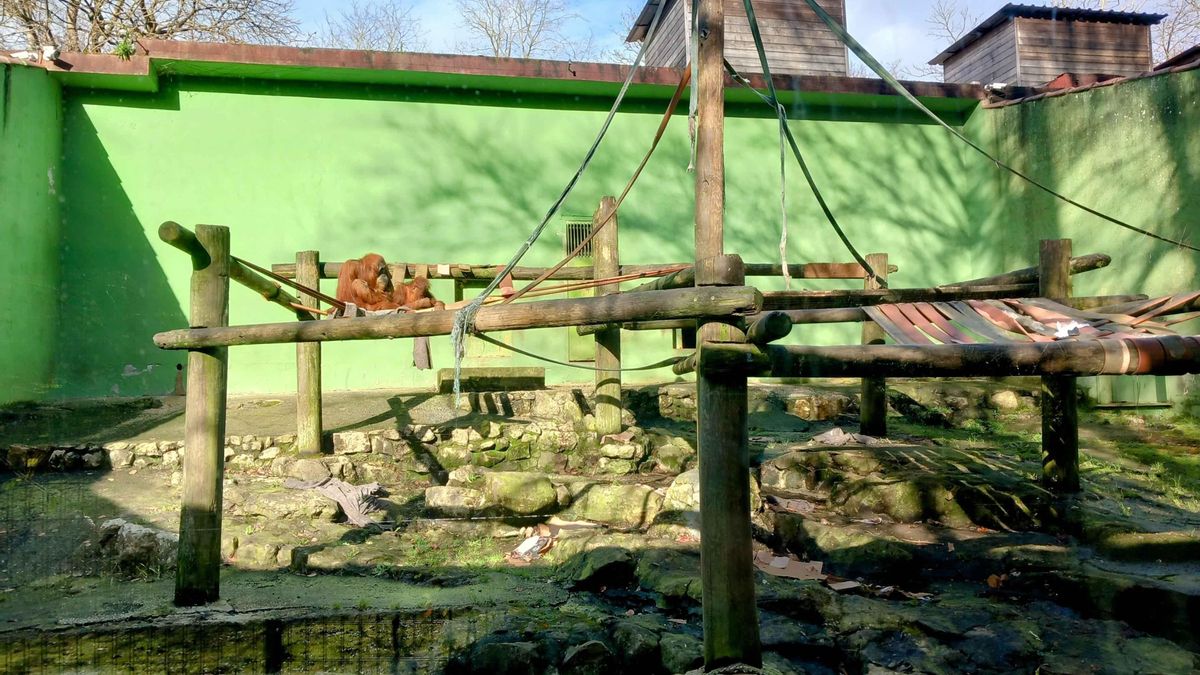 Proyecto Gran Simio pide a los promotores del nuevo zoo de Málaga ...