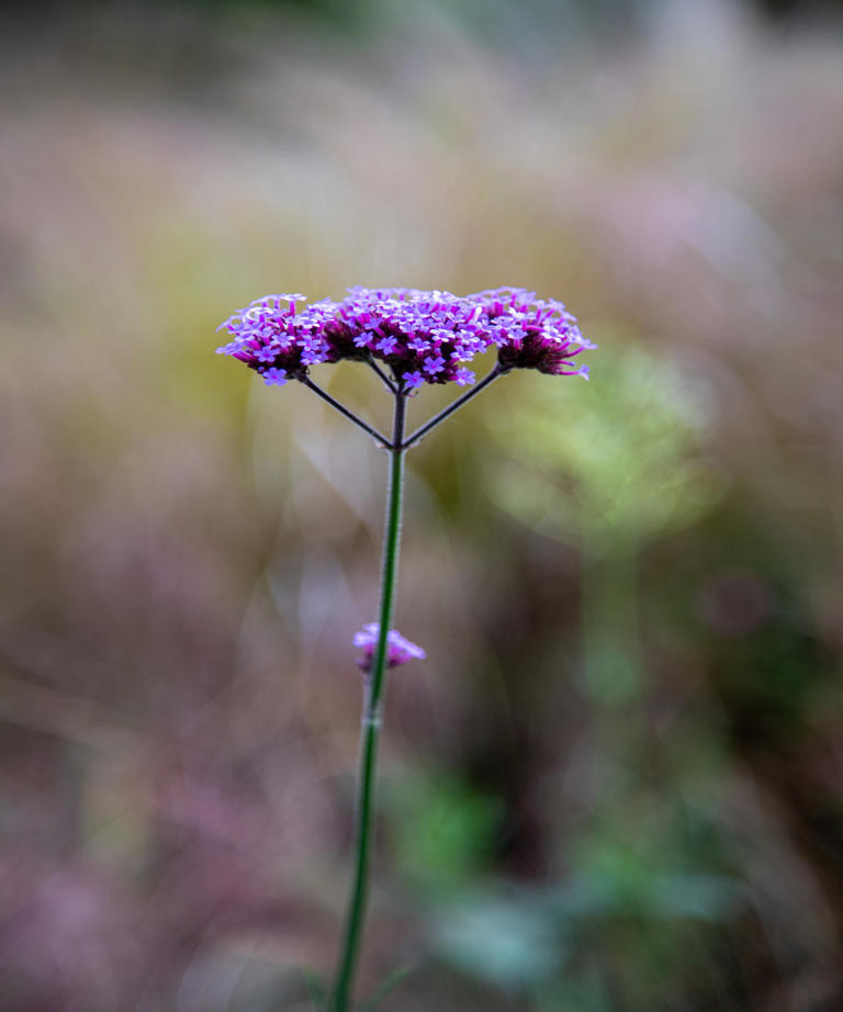 How to get the best blooms growing verbena in containers – six key ...