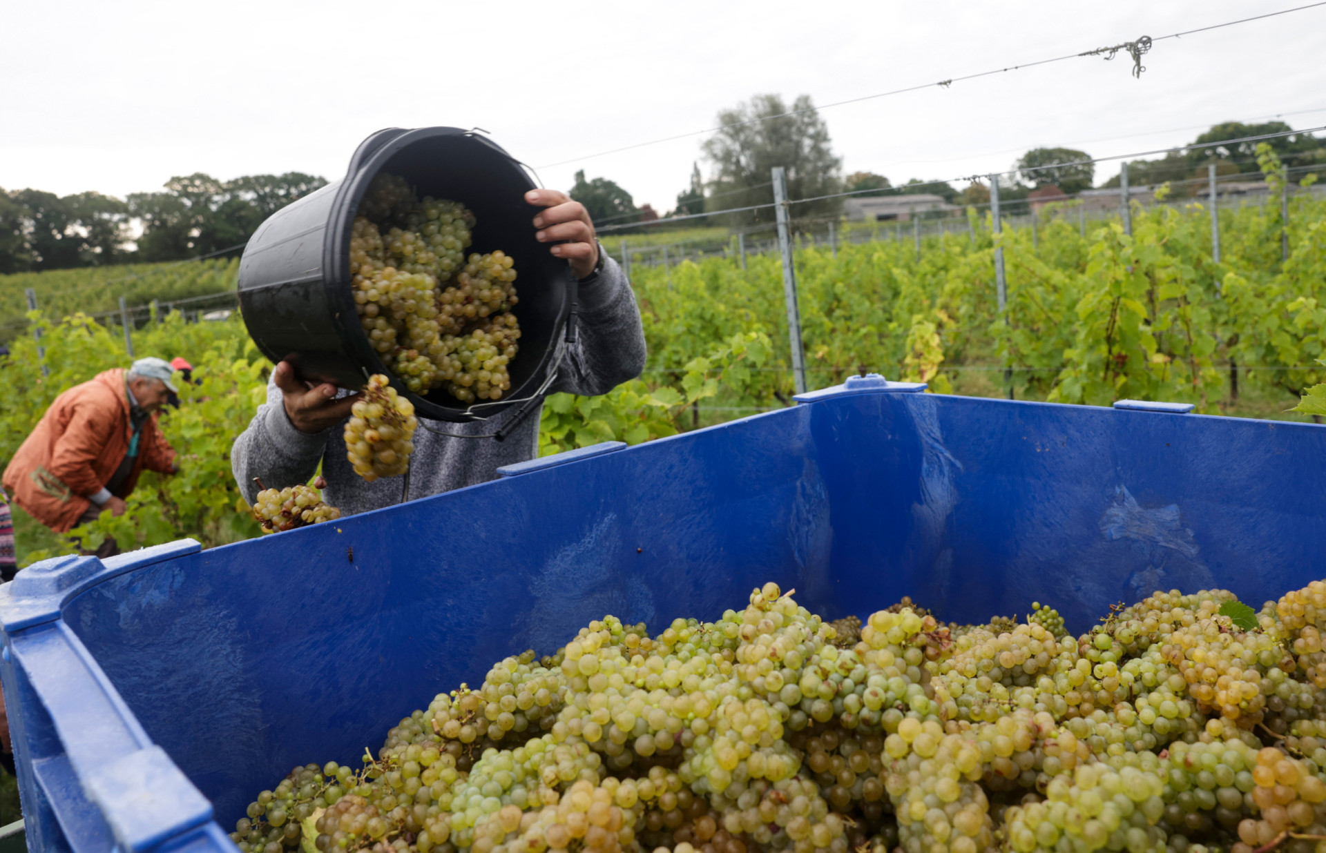 Landene med de beste vinene i 2025