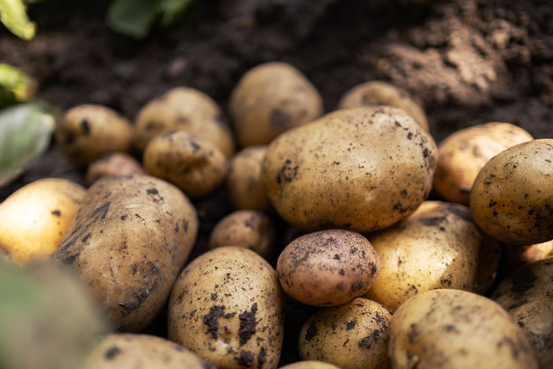 The ugly history of the Irish potato famine