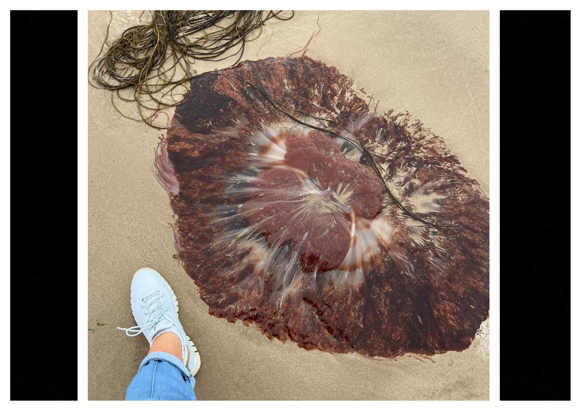 Lough Swilly RNLI issues Lion's Mane jellyfish warning