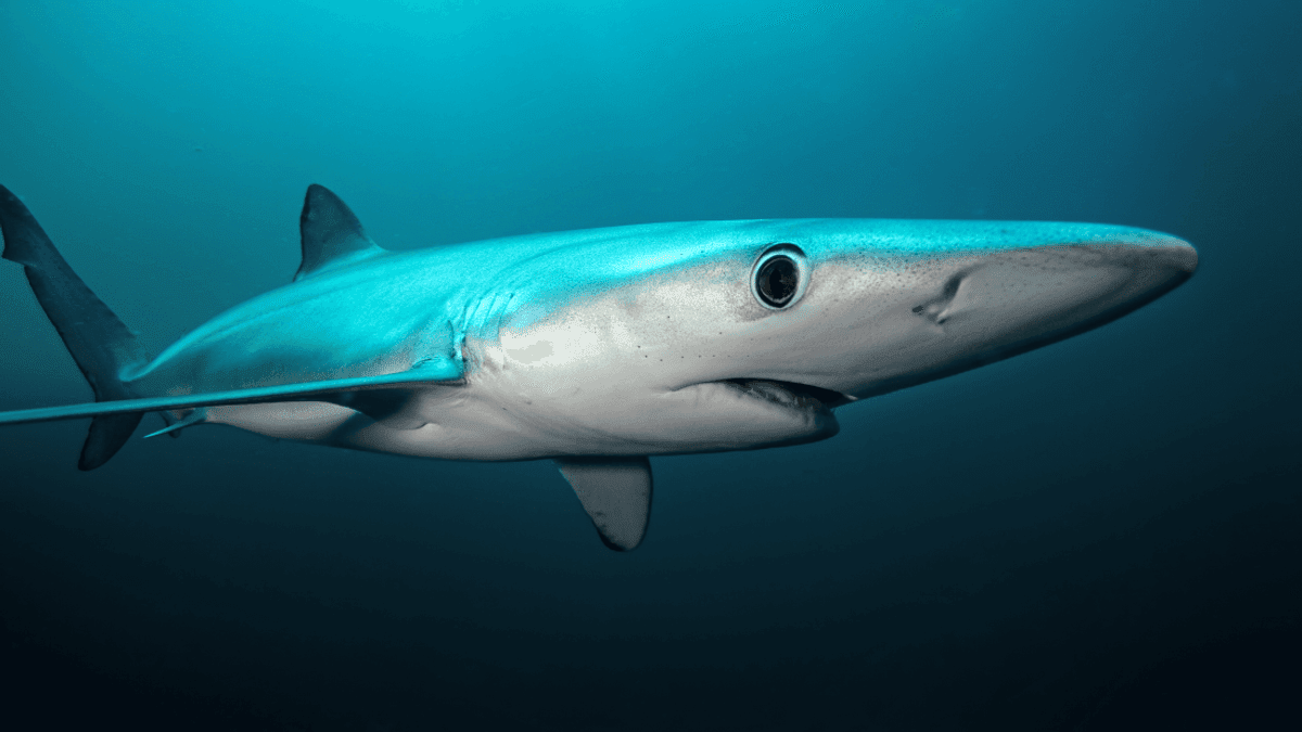 Blue Sharks’ Freaky Tooth-Skin Makes It Possible For Them To Change ...