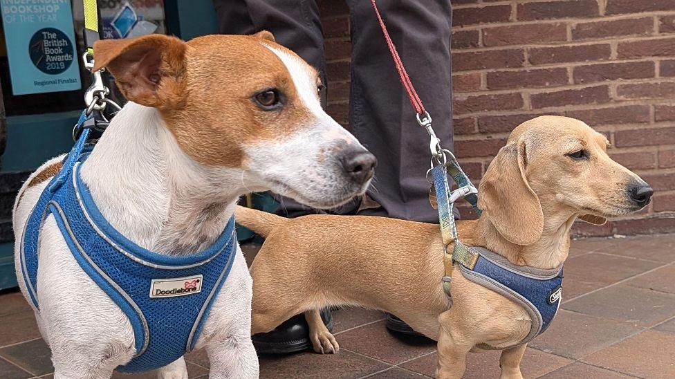 Town sees 65% of shops become dog-friendly