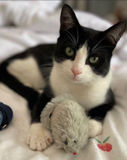 Cats Protection: Rehoming Noa
