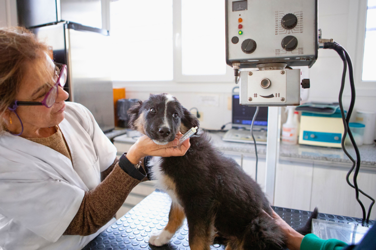 10 Signs Your Dog Might Have Worms—And What to Do Next