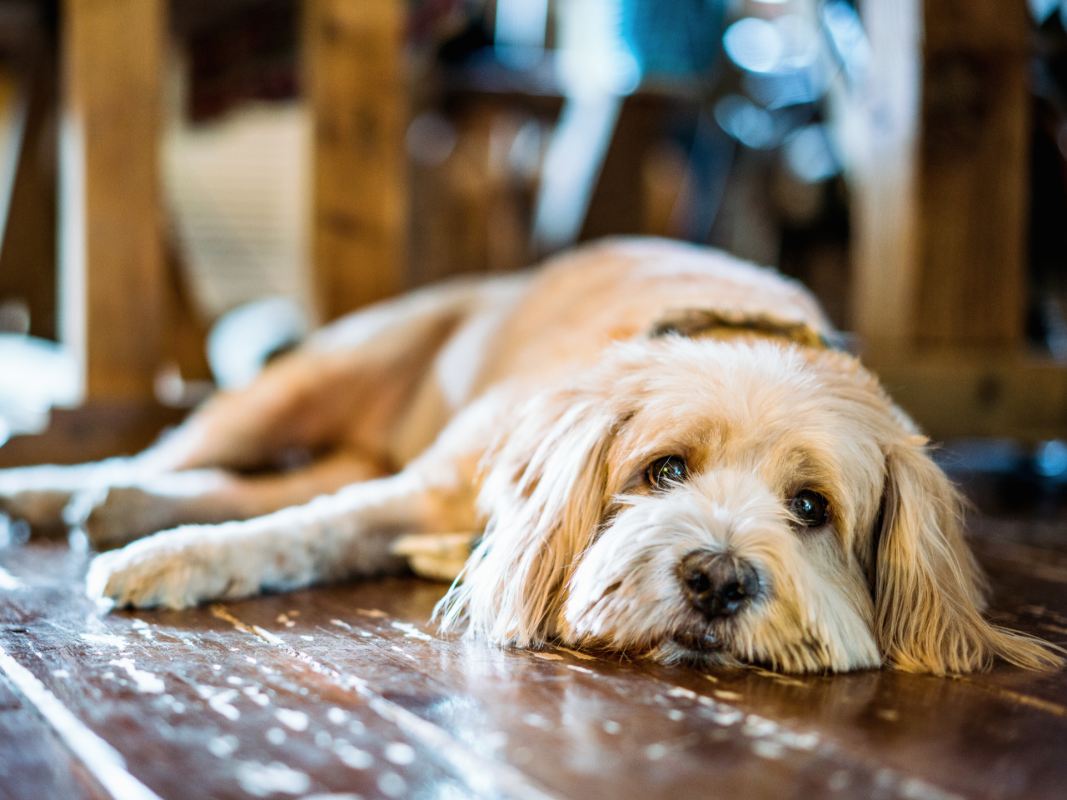 10 Signs Your Dog Might Have Worms—And What to Do Next