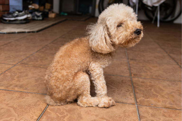 10 Signs Your Dog Might Have Worms—And What to Do Next