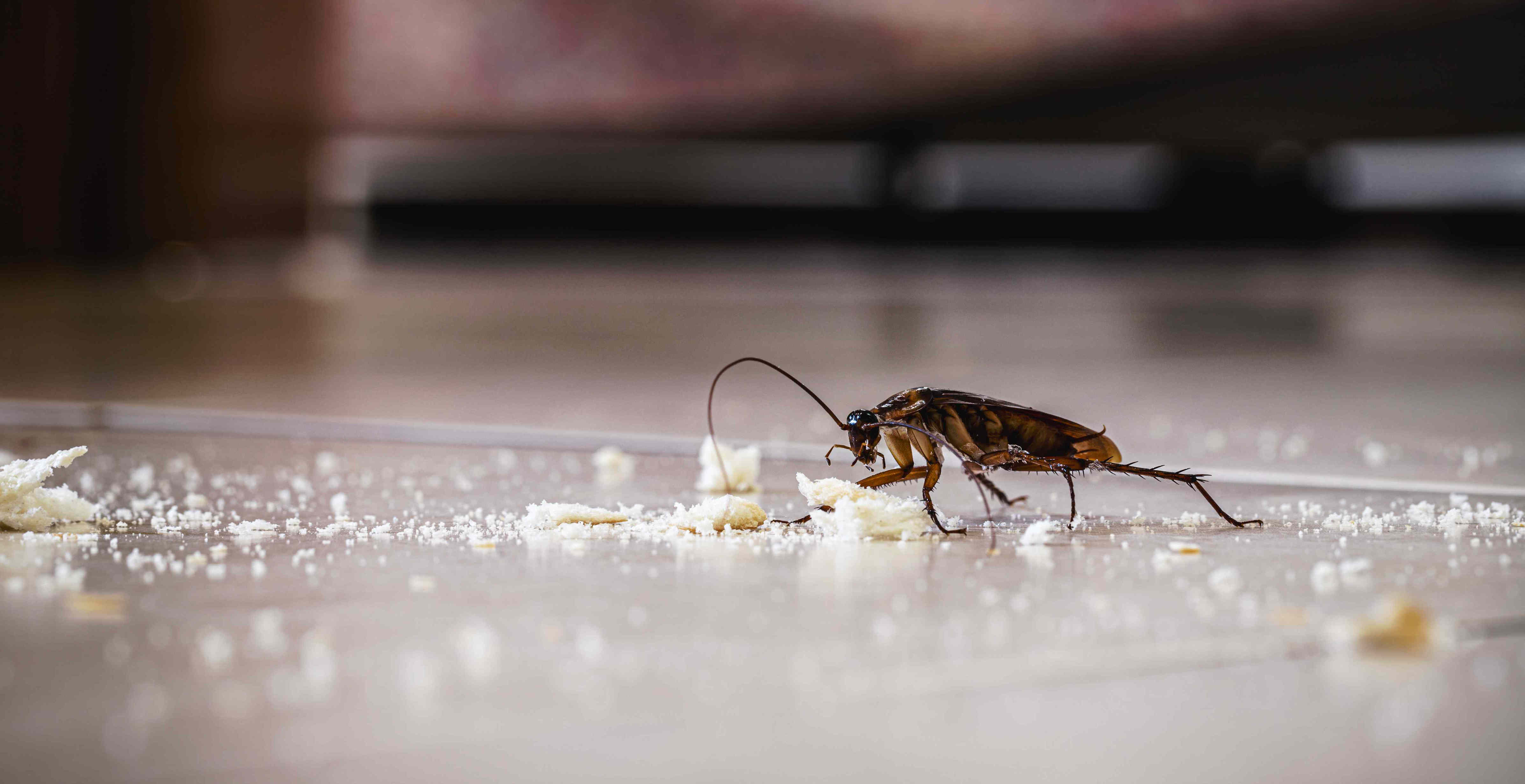Why cockroaches are dangerous to your health