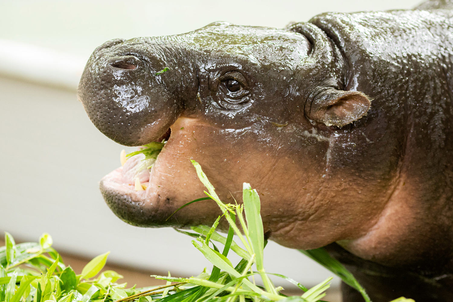 She's unbothered, moisturized and happy: Moo Deng turns 1