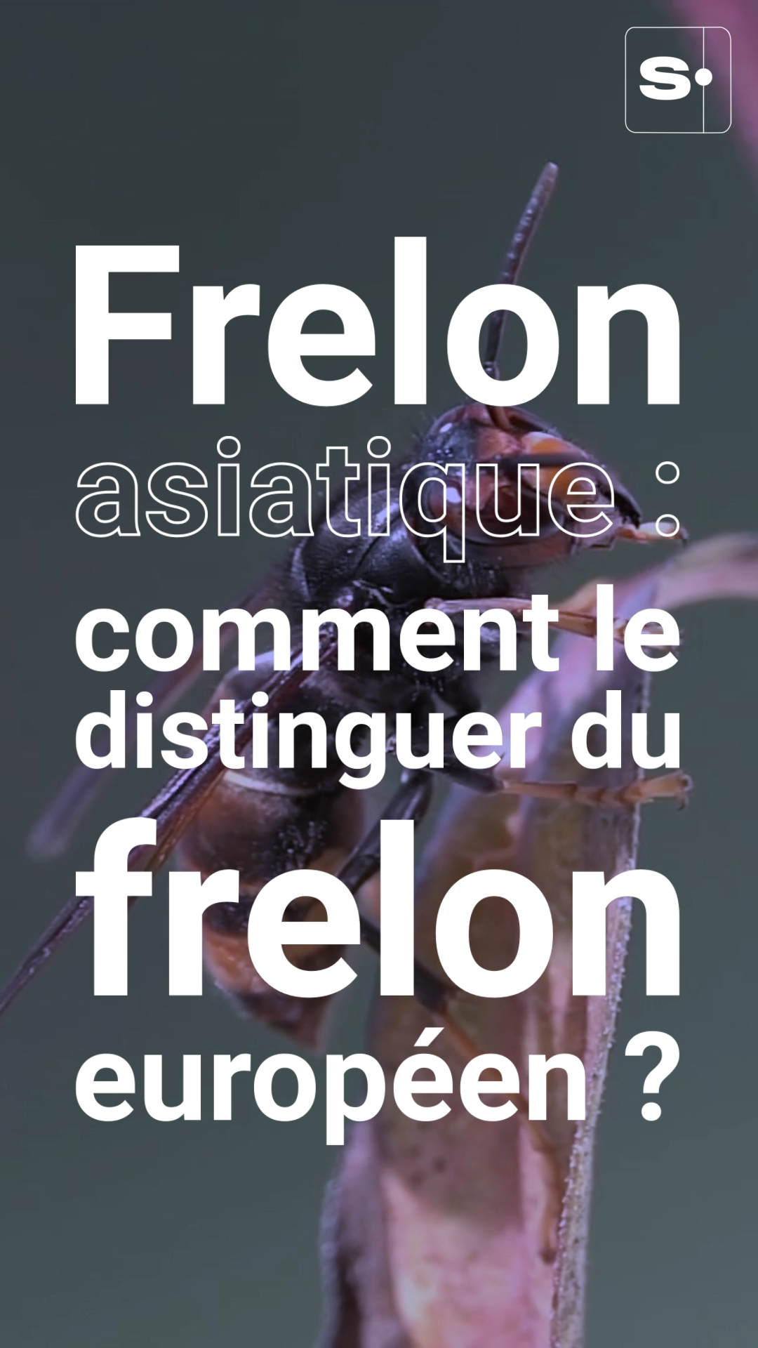 Frelon asiatique : comment le distinguer du frelon européen, utile et ...