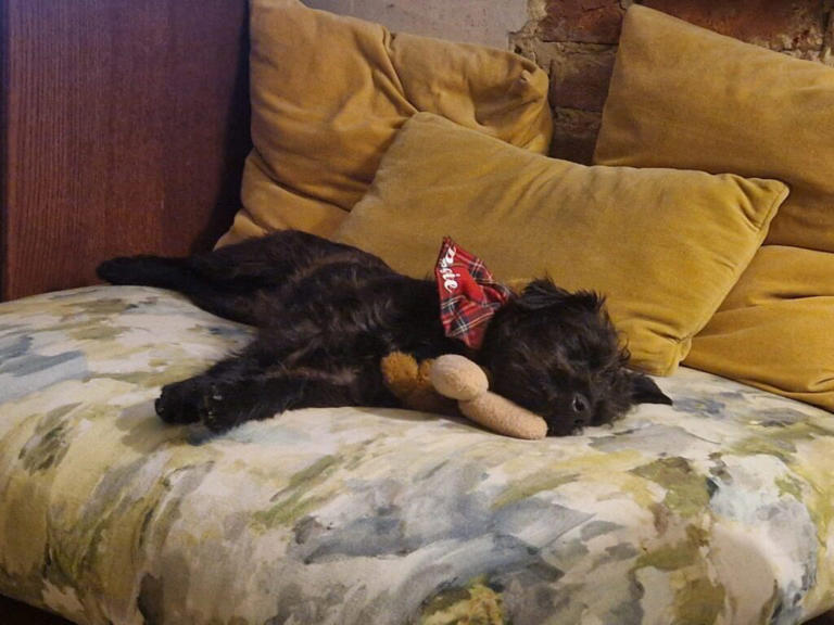 Dog owners warn of potentially fatal common seed giving pooches meningitis