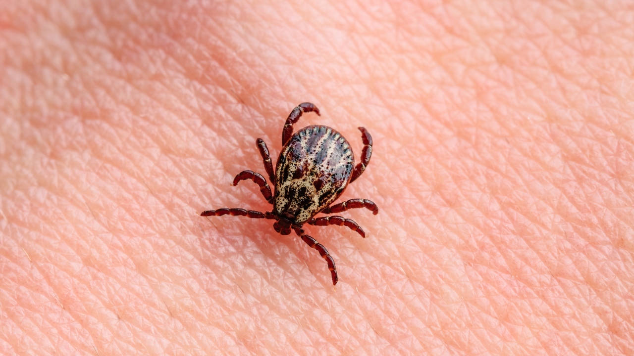 8 Backyard Mistakes That Keep Drawing Ticks In