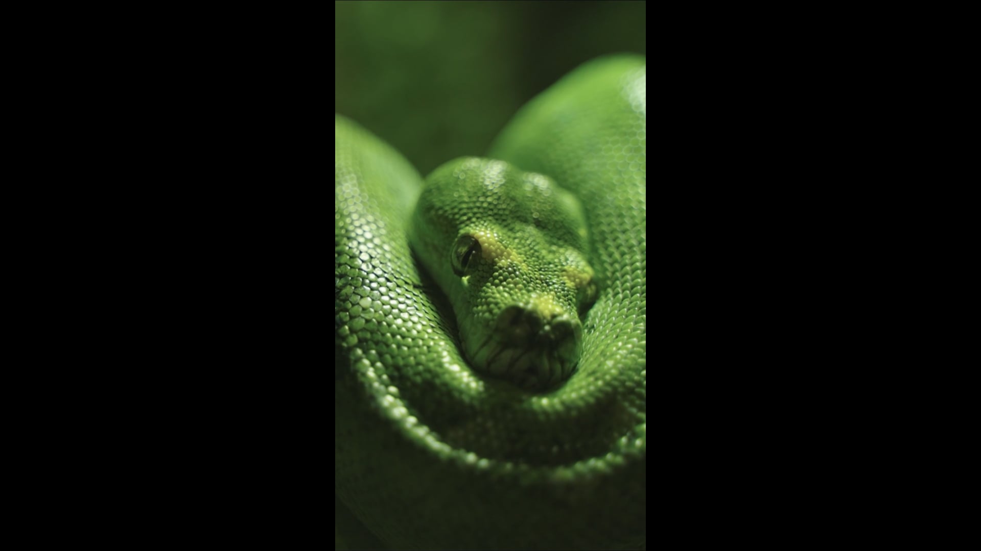 Observe the Mesmerizing Motion of Snakes.