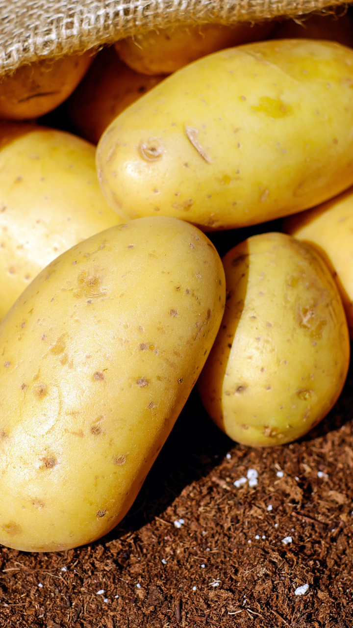 10 plants that grow without seeds