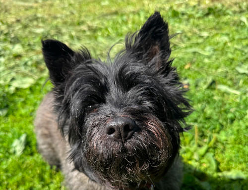 Meet 9 cute cats and dogs at Holly Hedge Animal Sanctuary looking for ...
