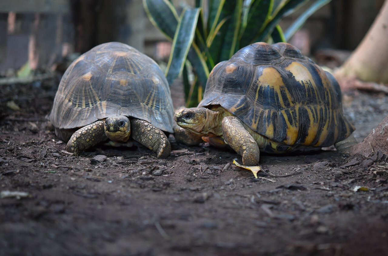 Turtles show remarkably low cancer rates, defying expectations for ...