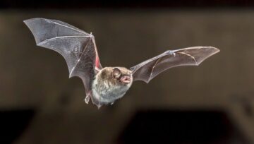 Native Bats Are Helping Curb the Spotted Lanternfly Population