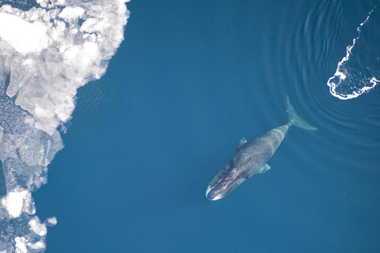 Whale scat shows rising ocean temperatures are linked to more algal ...