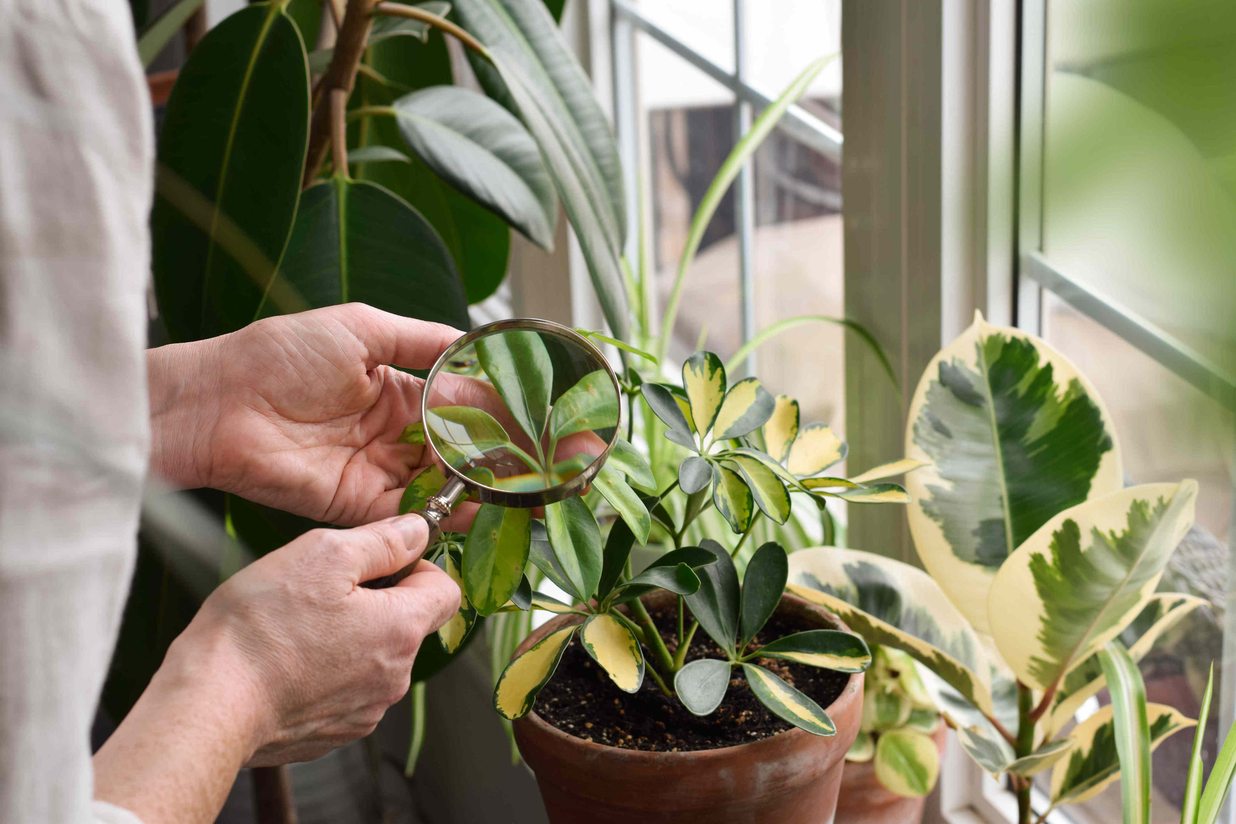 Don’t Let These Sneaky Bugs Move In—7 Houseplant Pests to Watch This Summer