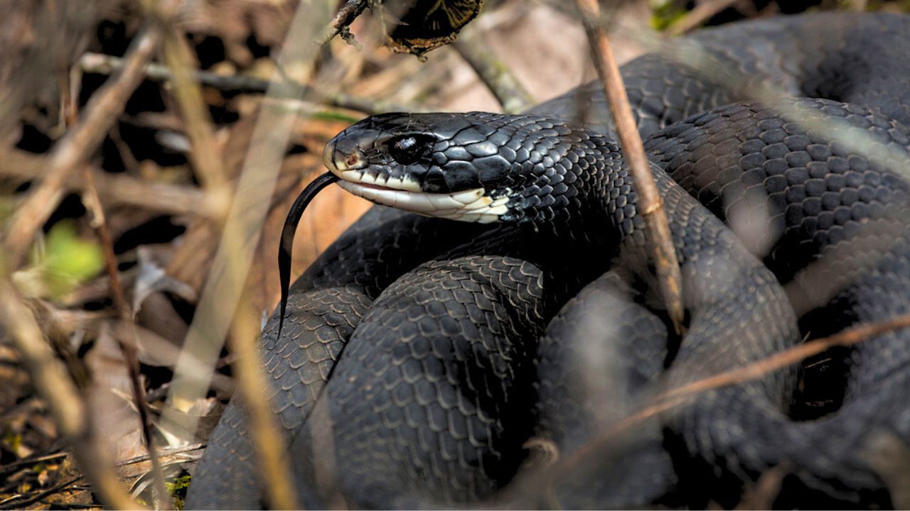 14 Dangerous Snakes Making Your Garden Their Hunting Ground