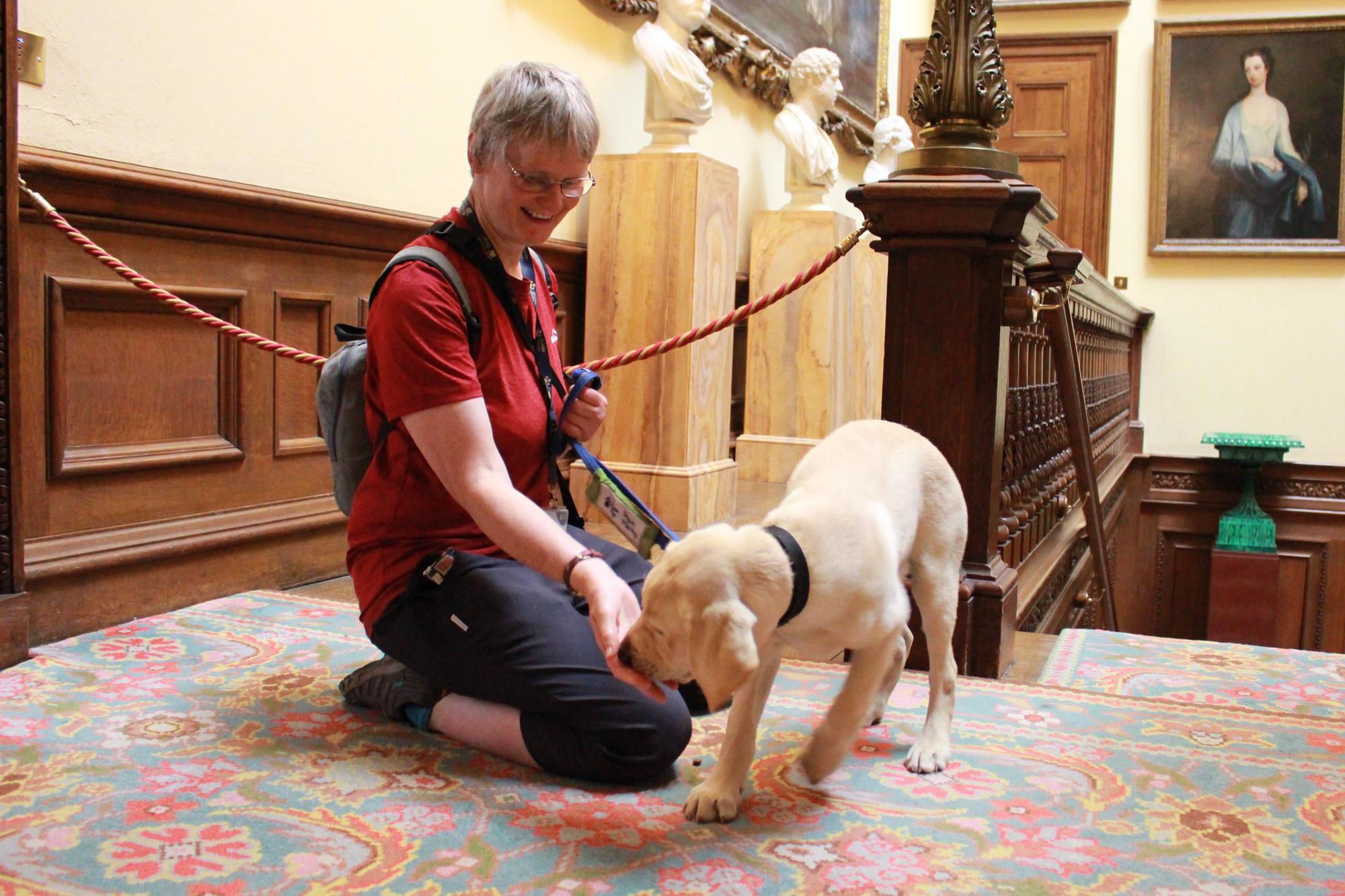 Guide dog puppies get cultured on training visit to Chatsworth