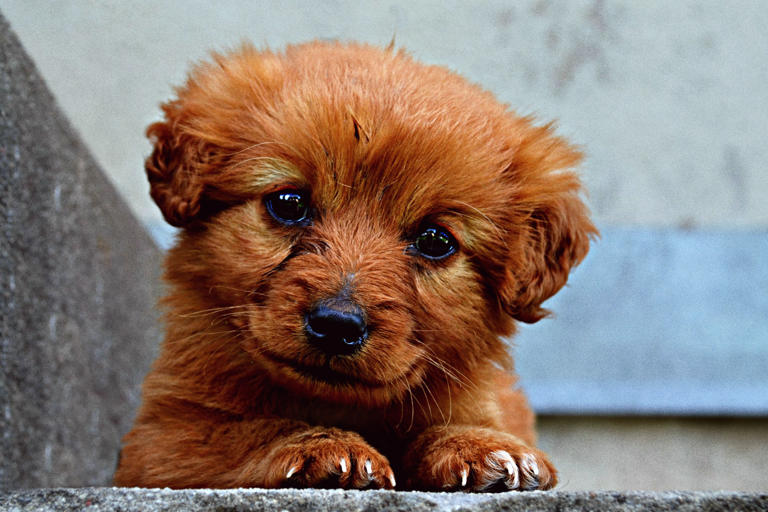 Puppy Names 2025: Here are the 10 most popular 'human' names for ...