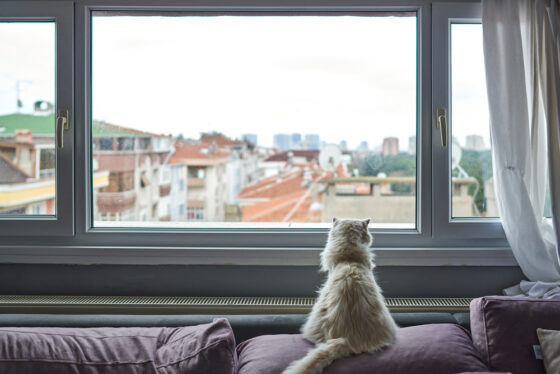 Combien de temps un chat peut-il rester seul à la maison