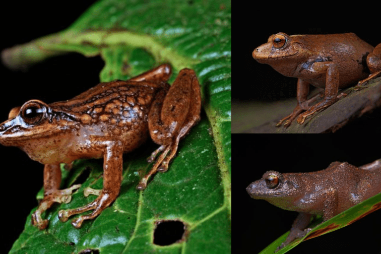 Scientists describe three new frog species from Peruvian Andes