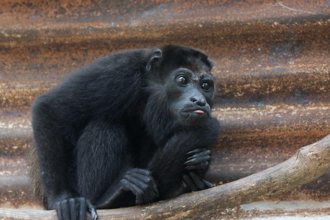 Sussex charity calls on Costa Rica Government to take action as ...