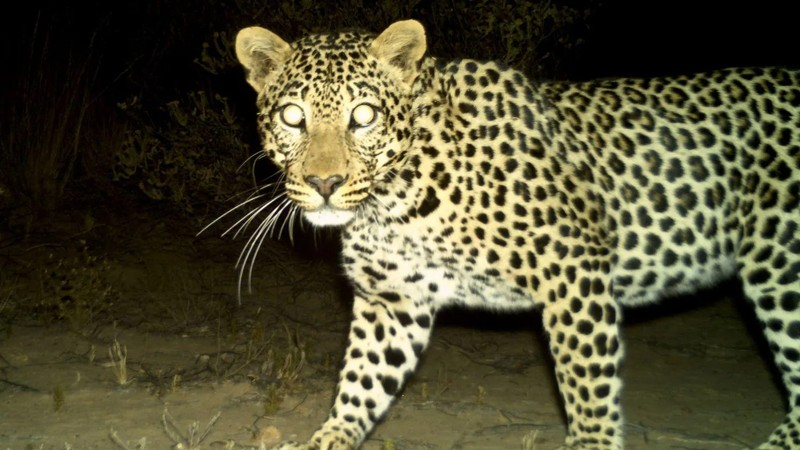 SANParks responds to court ruling on toddler's death from leopard attack in the Kruger National Park